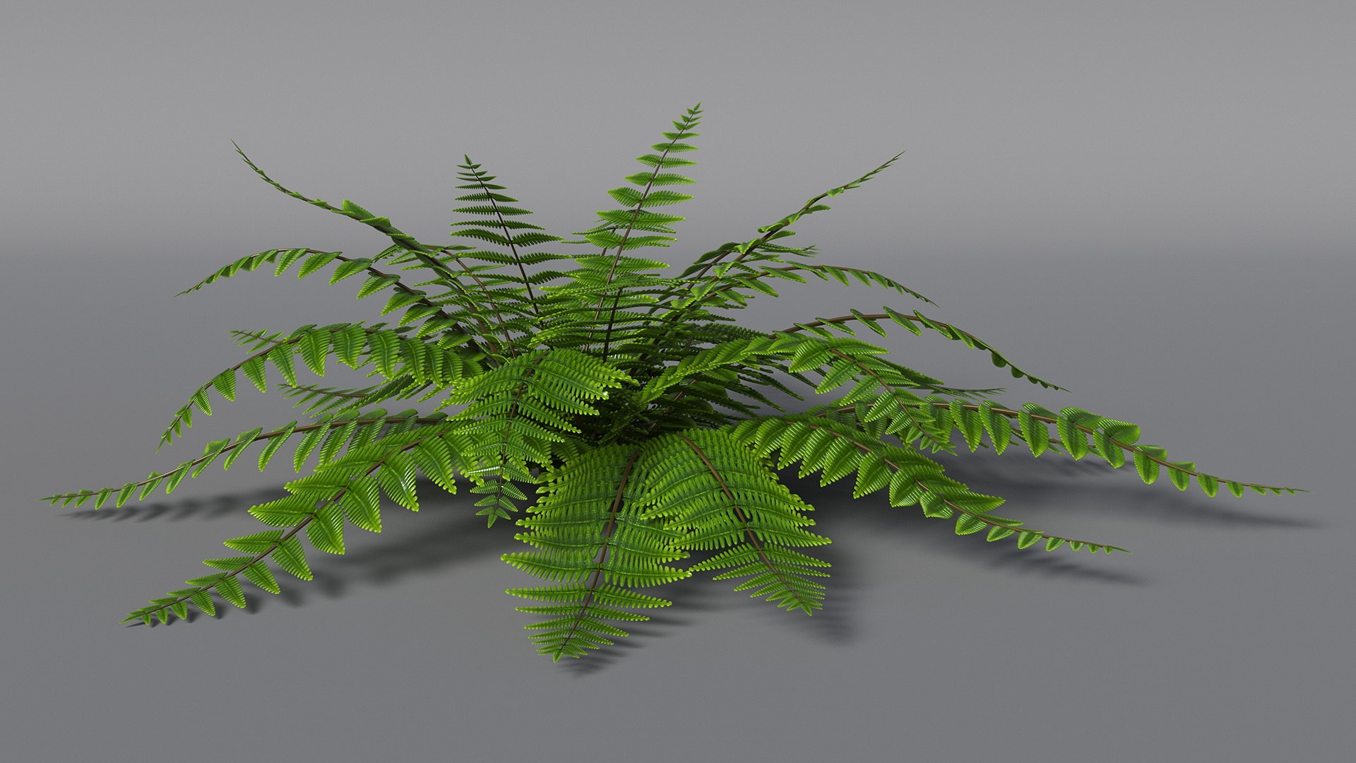 Realistic Fern Plant 3D Model - TurboSquid 2235600