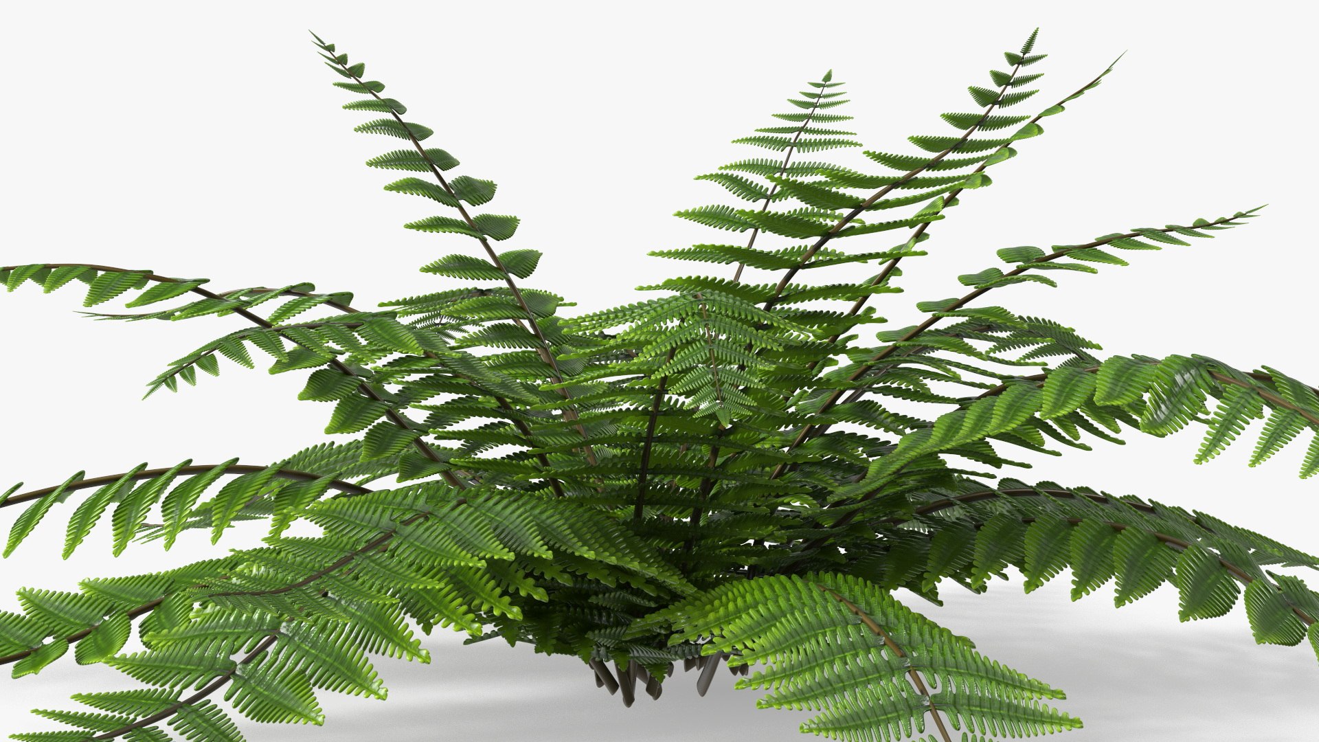 Realistic Fern Plant 3D Model - TurboSquid 2235600