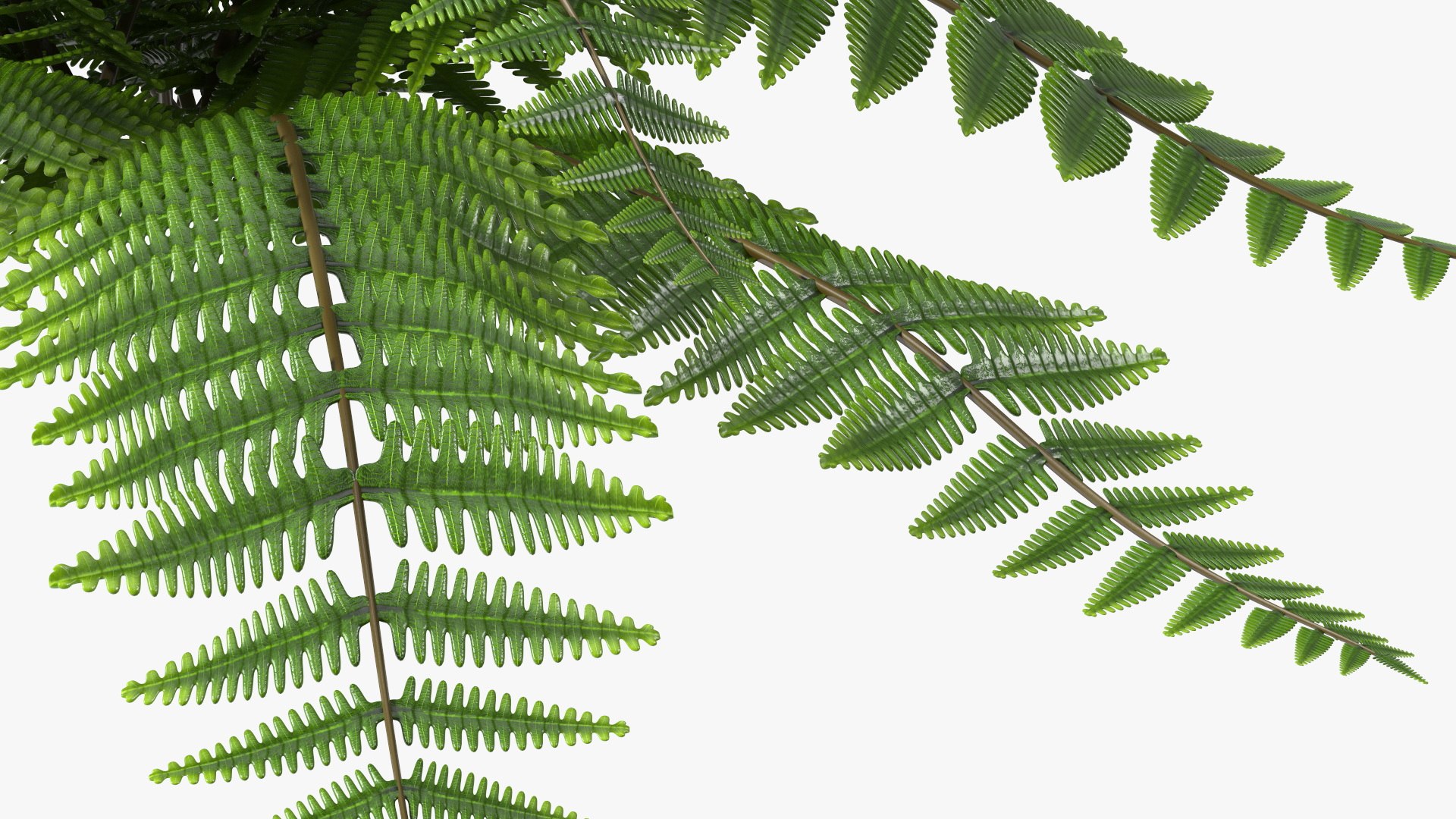 Realistic Fern Plant 3D Model - TurboSquid 2235600