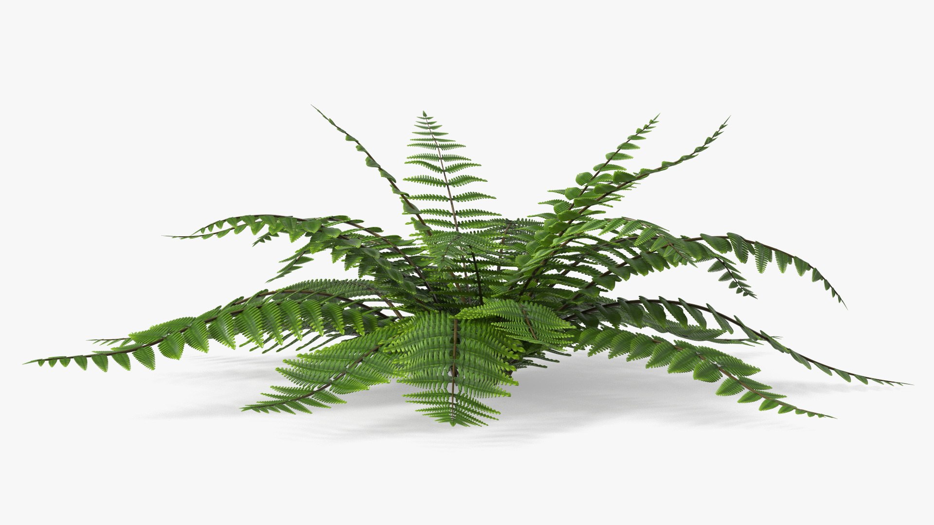 Realistic Fern Plant 3D Model - TurboSquid 2235600