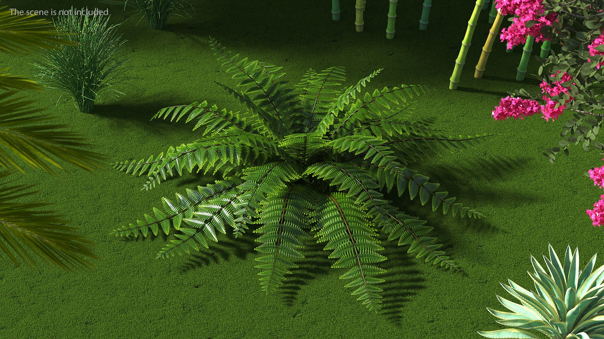 Realistic Fern Plant 3D Model - TurboSquid 2235600