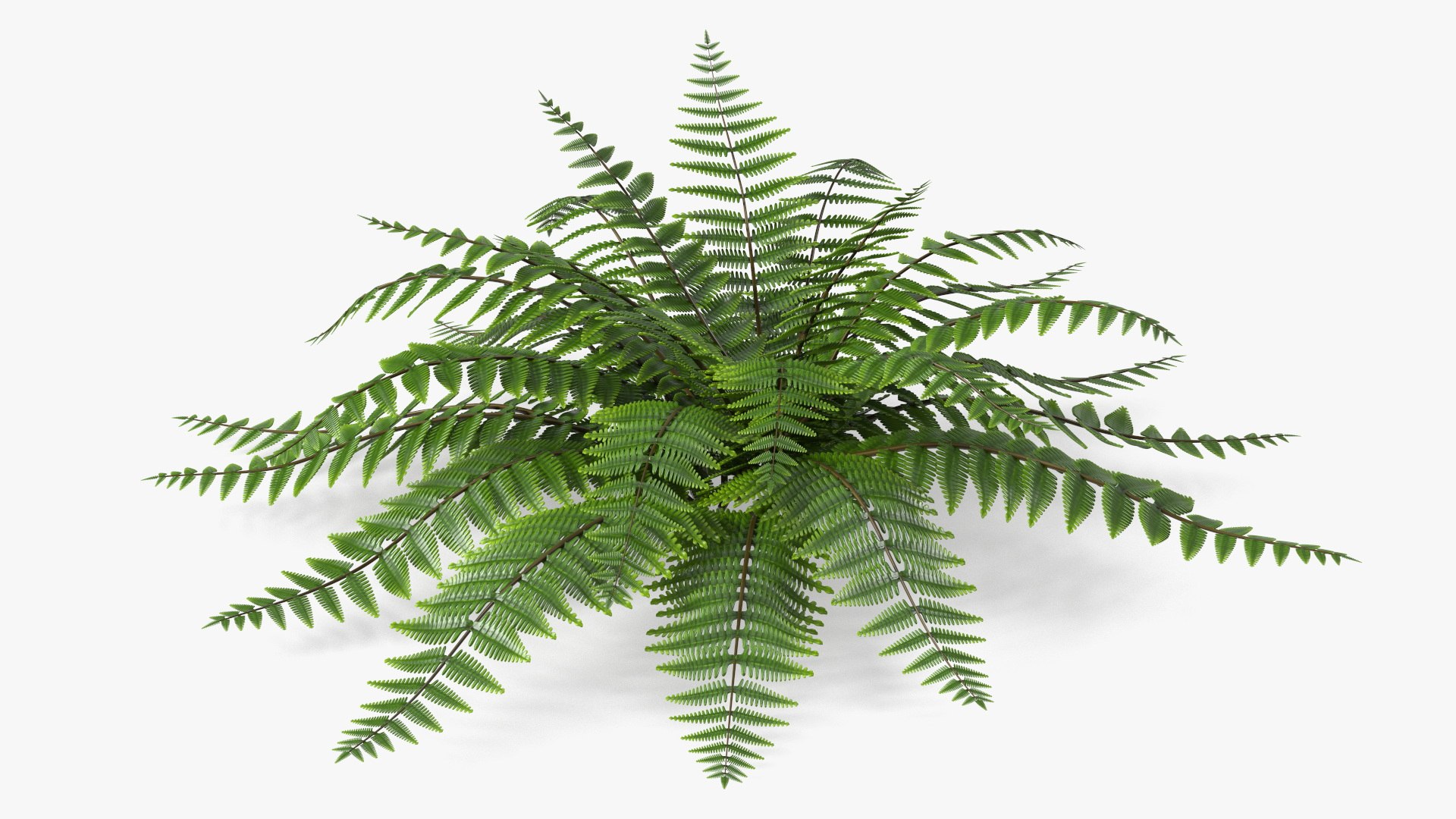 Realistic Fern Plant 3D Model - TurboSquid 2235600