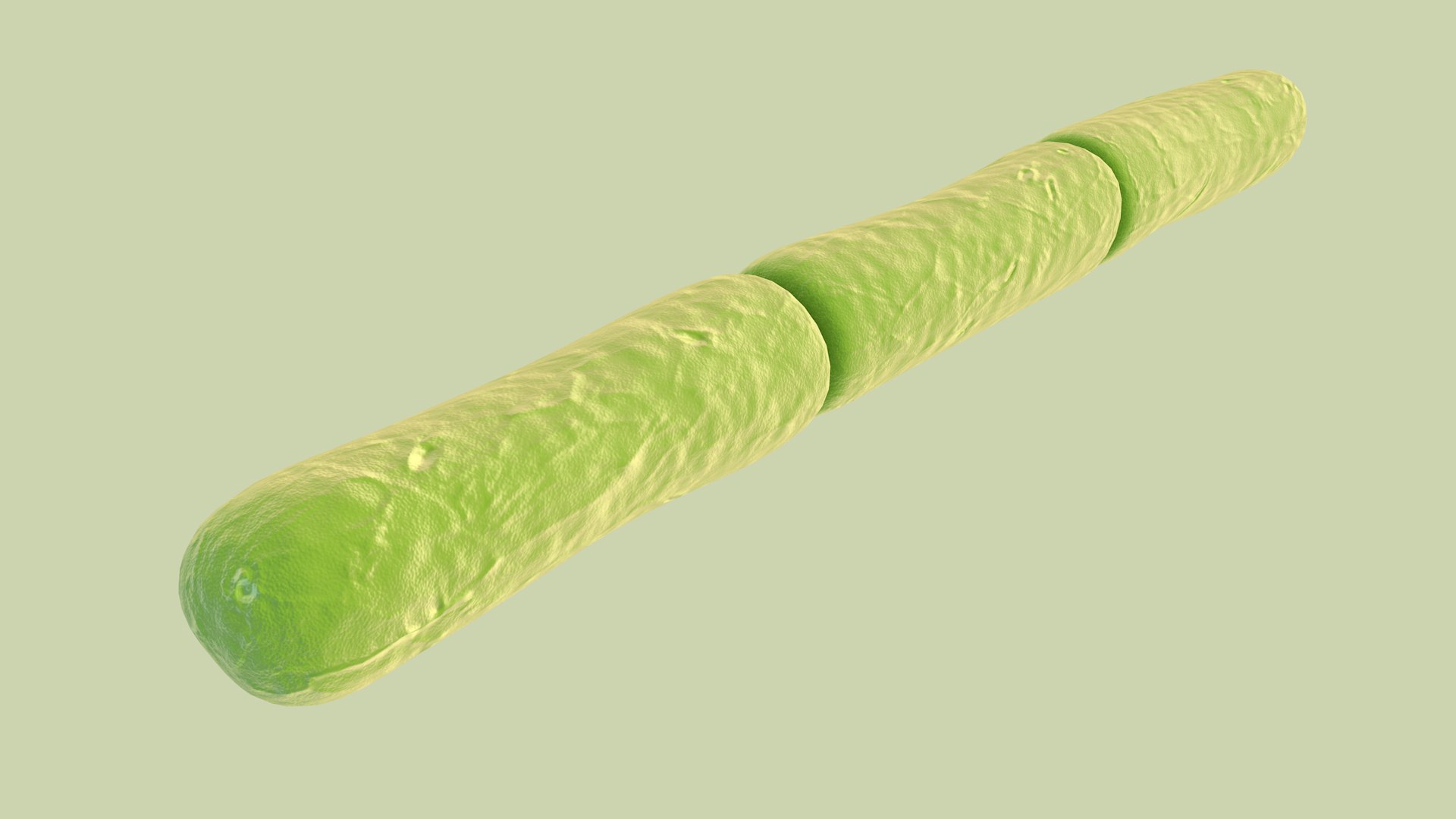 3D Bacilli - TurboSquid 2030239