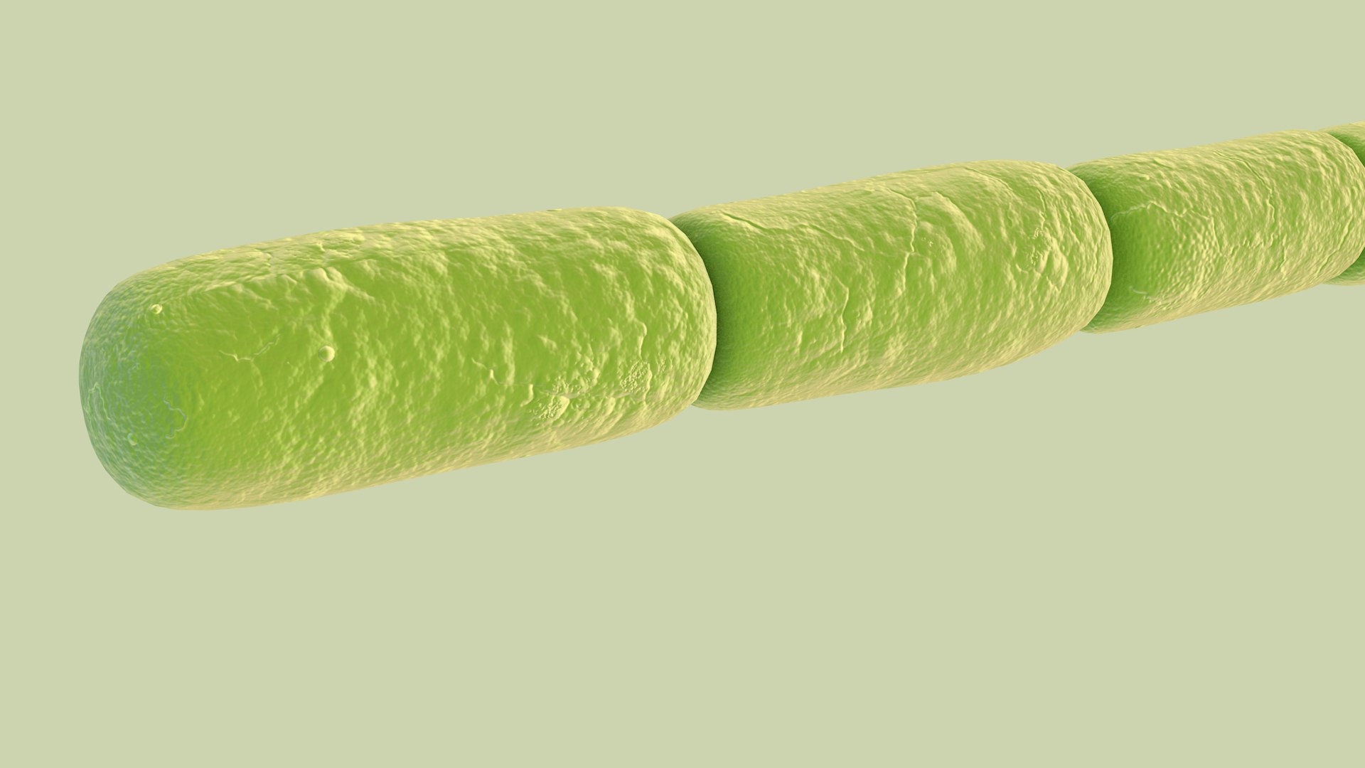 3D Bacilli - TurboSquid 2030239