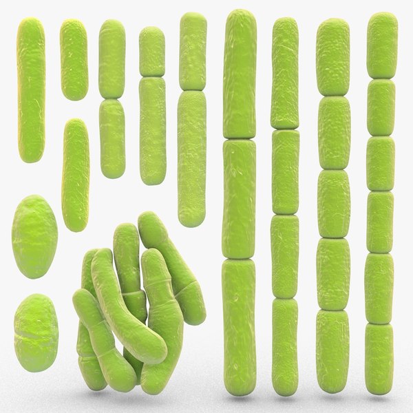 modelo 3d Bacilli - TurboSquid 2030239