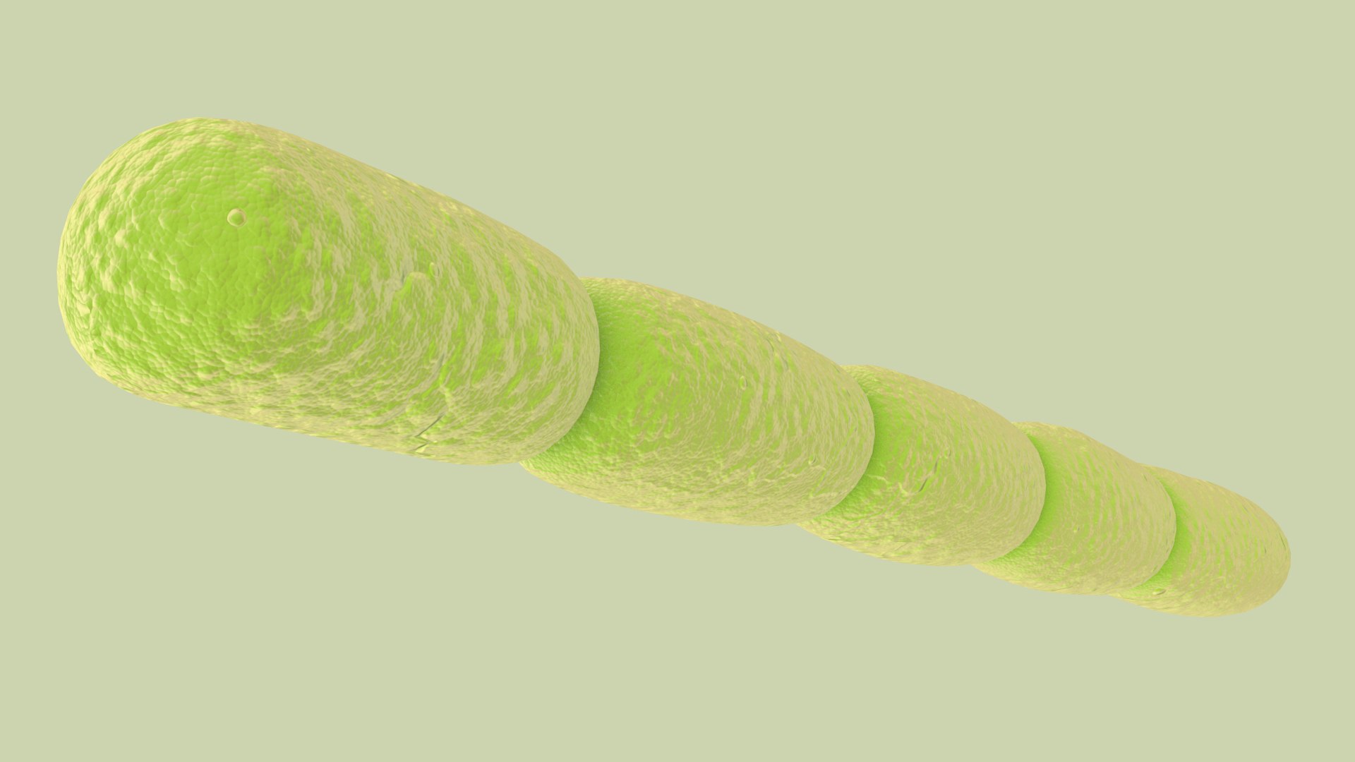 3D Bacilli - TurboSquid 2030239