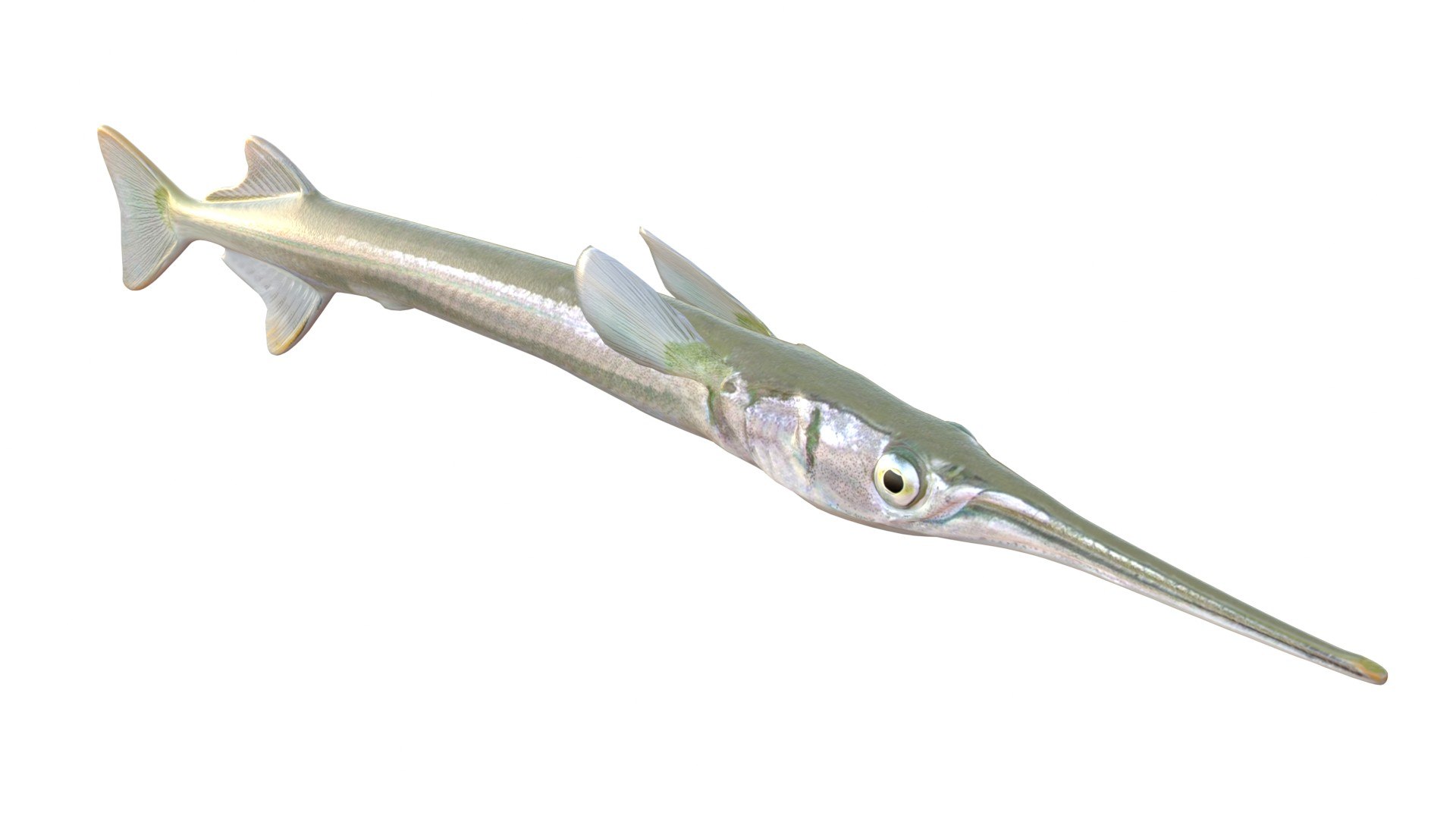 3D Redfin Needlefish - TurboSquid 2512249
