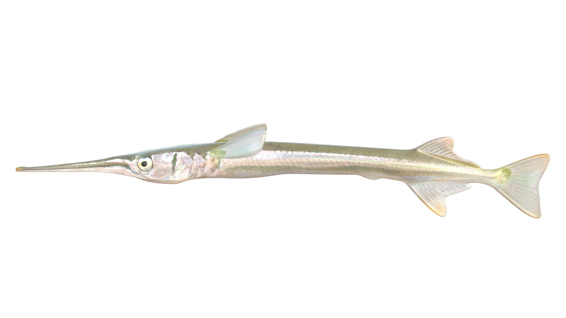 3D Redfin Needlefish - TurboSquid 2512249