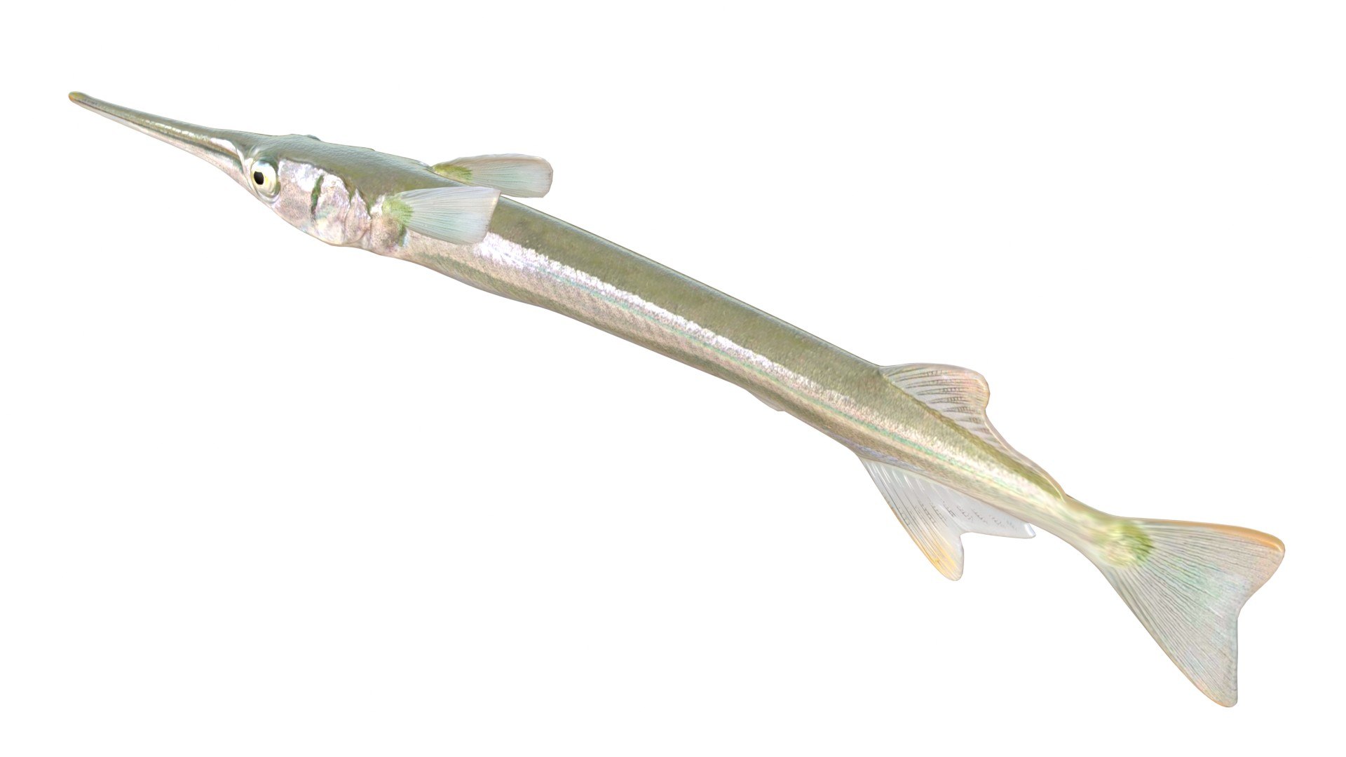 3D Redfin Needlefish - TurboSquid 2512249