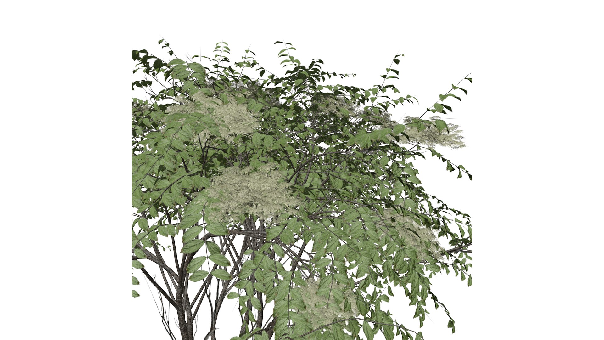 Japanese Angelica Tree - 06 - 3D Model - TurboSquid 2376236
