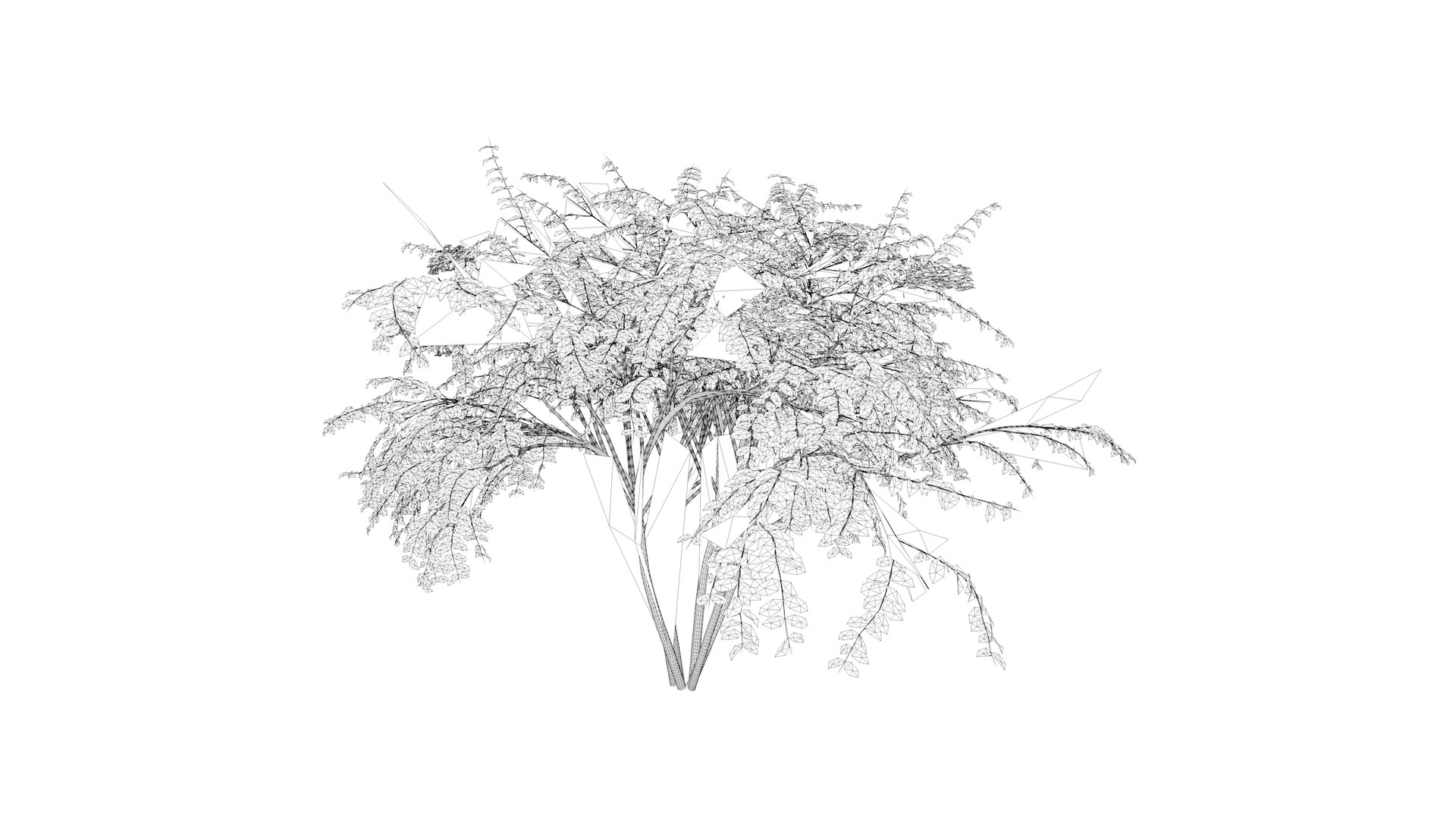 Japanese Angelica Tree - 06 - 3D Model - TurboSquid 2376236