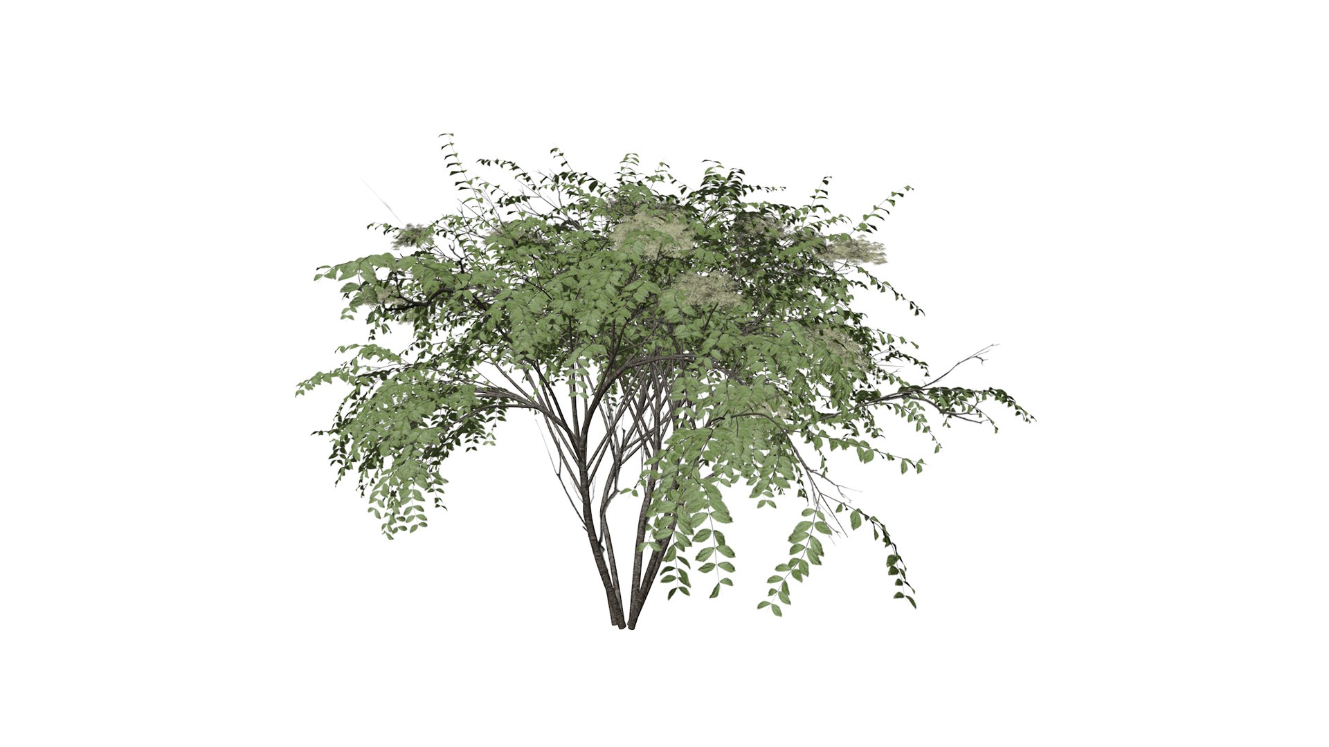 Japanese Angelica Tree - 06 - 3D Model - TurboSquid 2376236
