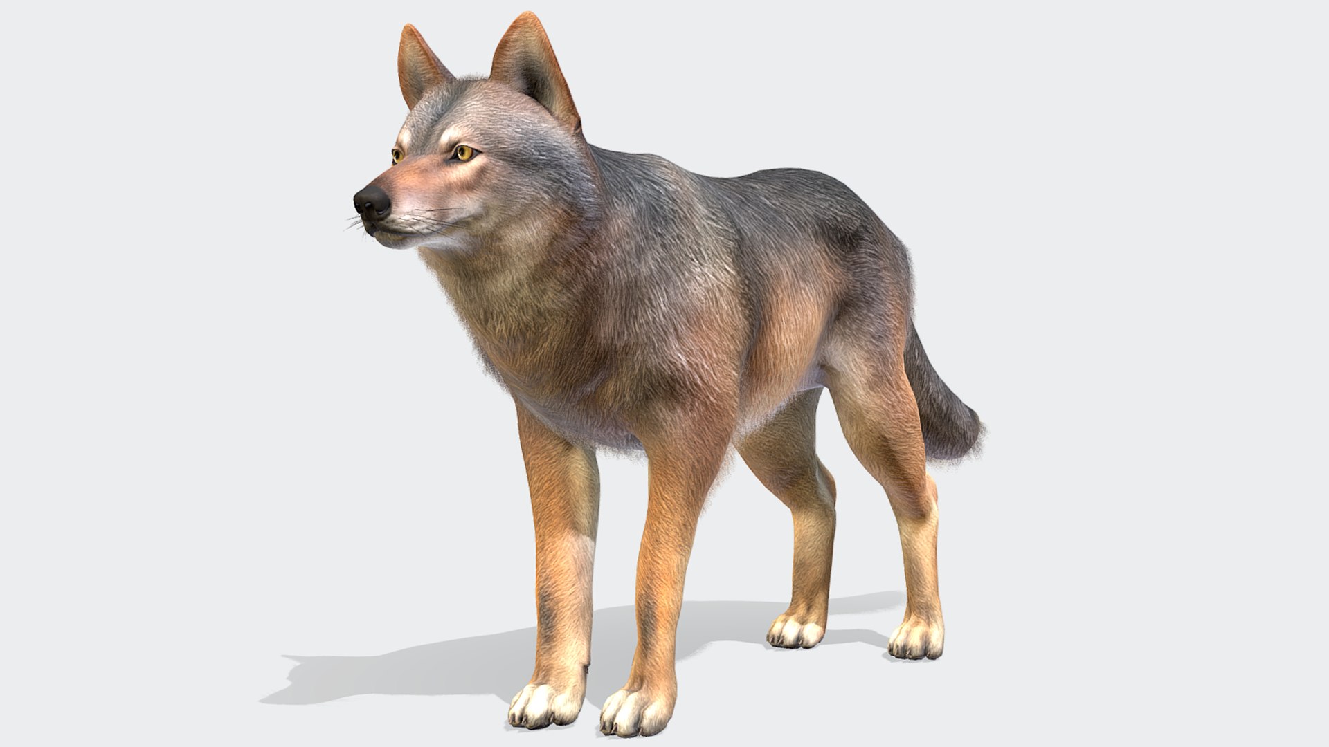 3D model Forest Animals - TurboSquid 2147311