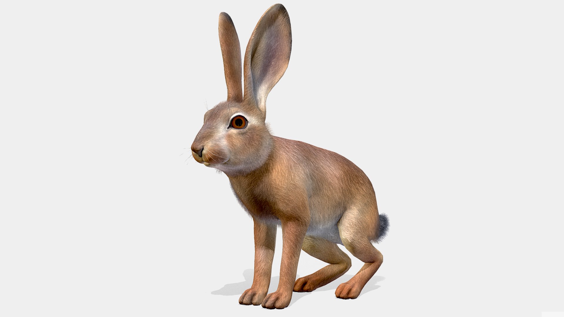 3D model Forest Animals - TurboSquid 2147311