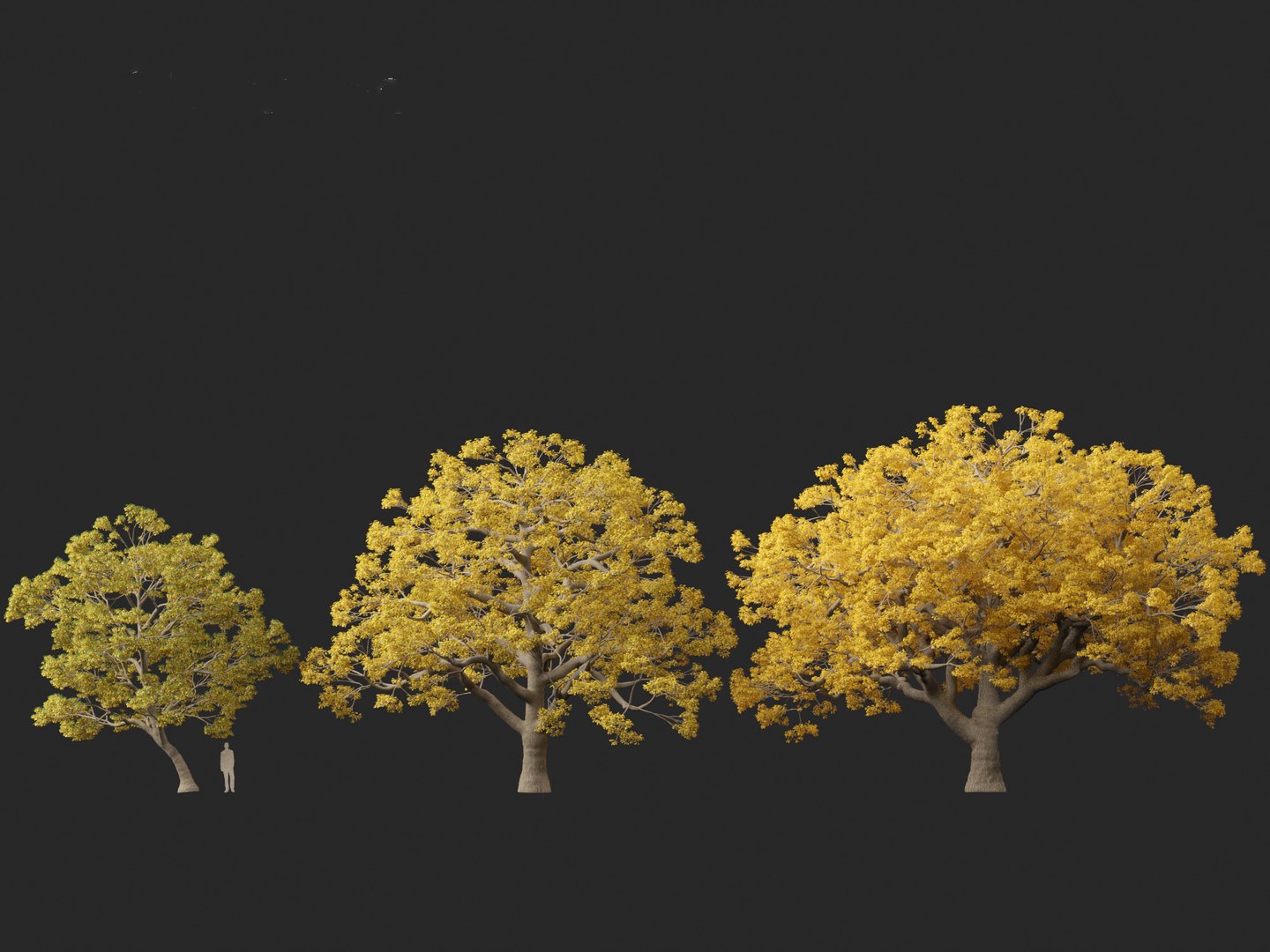 3D Quercus Macrocarpa - Bur Oak Model - TurboSquid 2107649