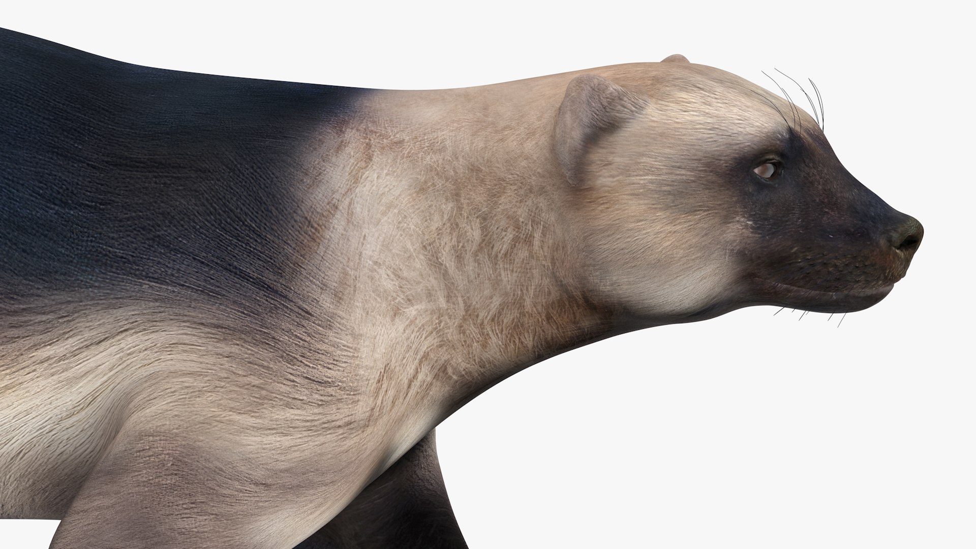 Wolverine Light Color Walking Pose model - TurboSquid 2130610