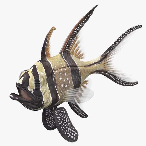 3D Banggai Cardinalfish Rigged for Maya model - TurboSquid 1724753
