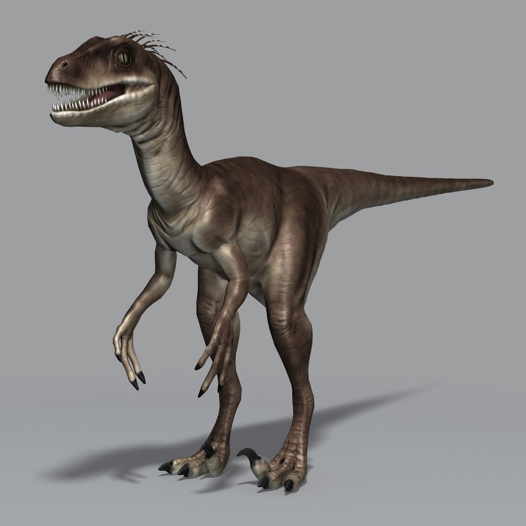 3d Raptor Carnivore Model