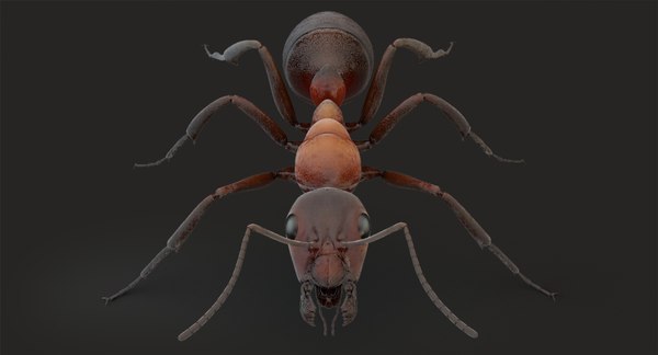 Ant animation 3D model - TurboSquid 1337722