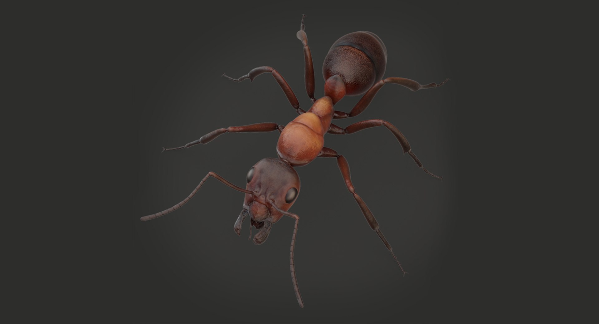 Ant animation 3D model - TurboSquid 1337722