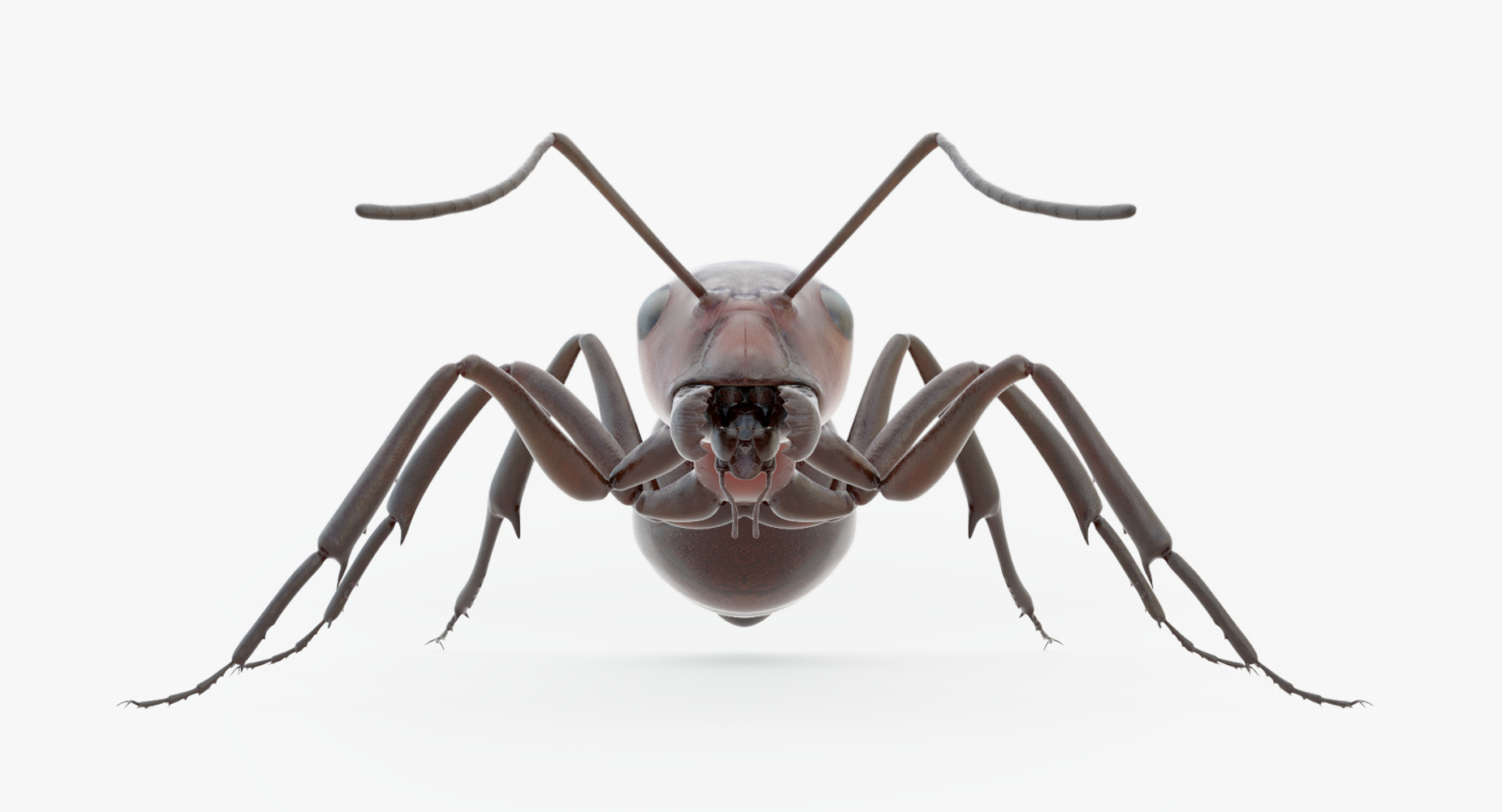 Ant animation 3D model - TurboSquid 1337722