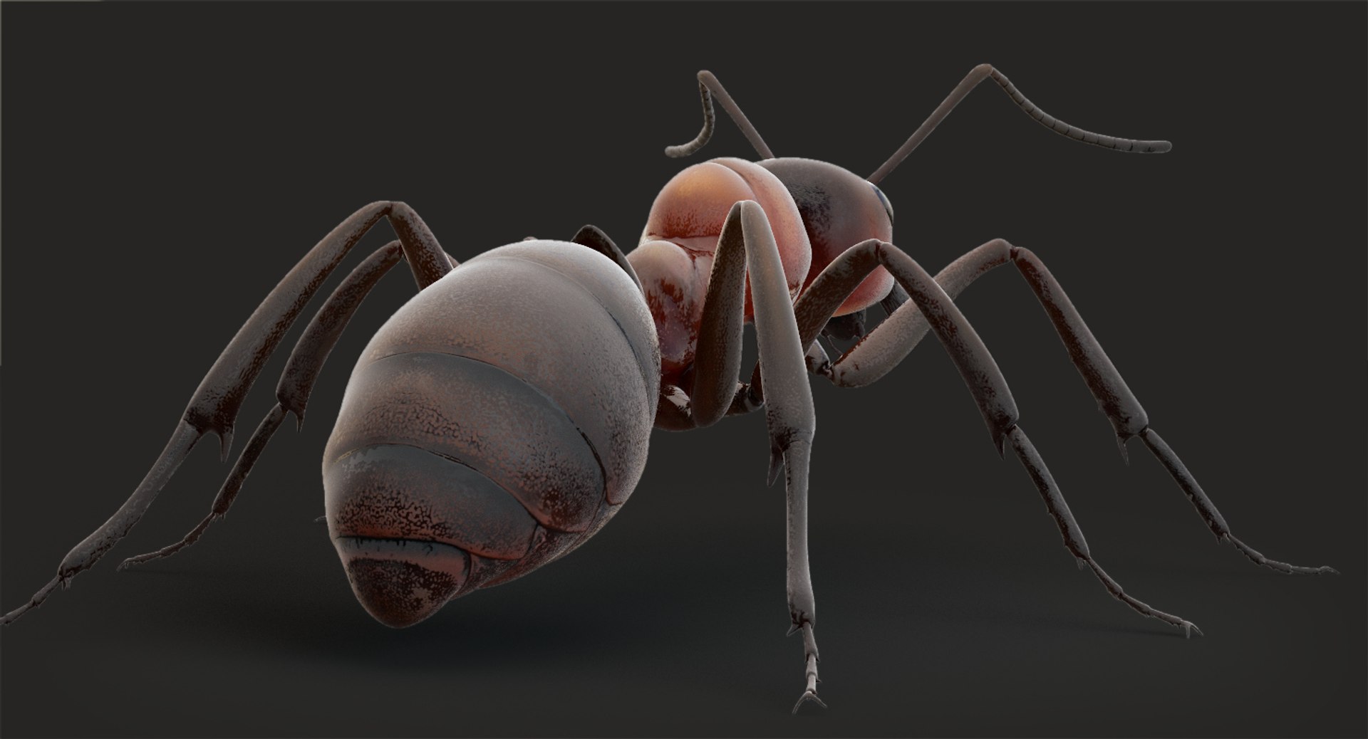 Ant animation 3D model - TurboSquid 1337722
