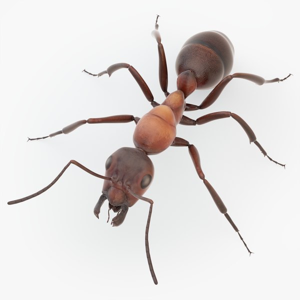 Ant 3D Models for Download | TurboSquid