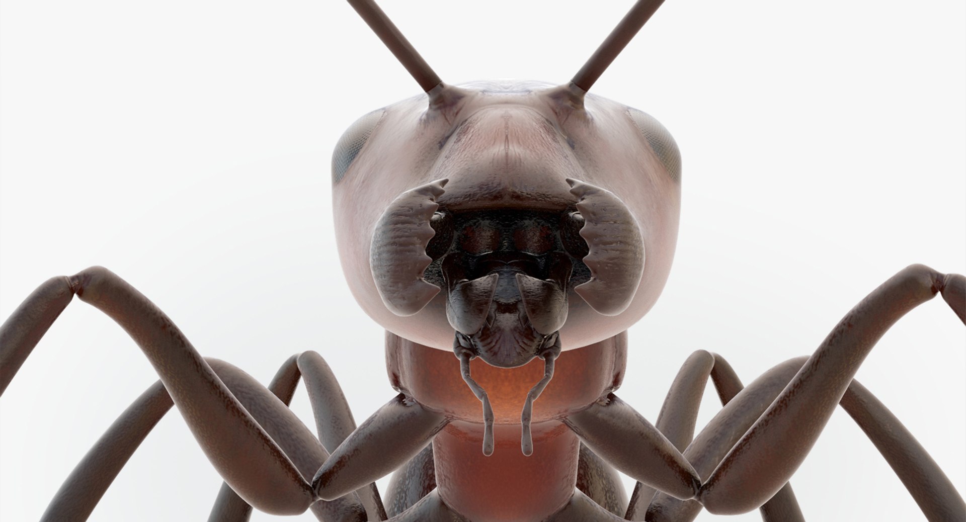 Ant animation 3D model - TurboSquid 1337722