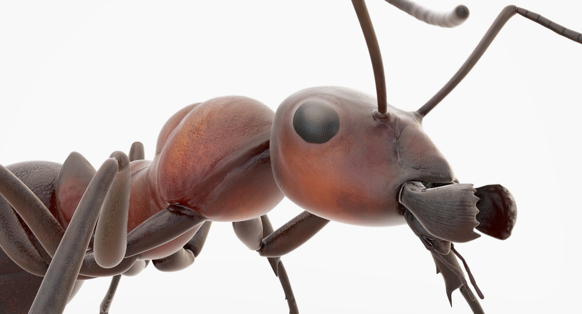 Ant animation 3D model - TurboSquid 1337722