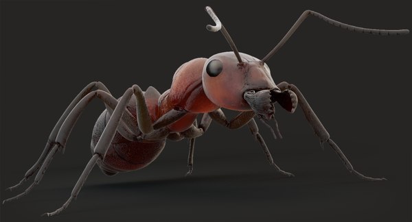 Ant animation 3D model - TurboSquid 1337722