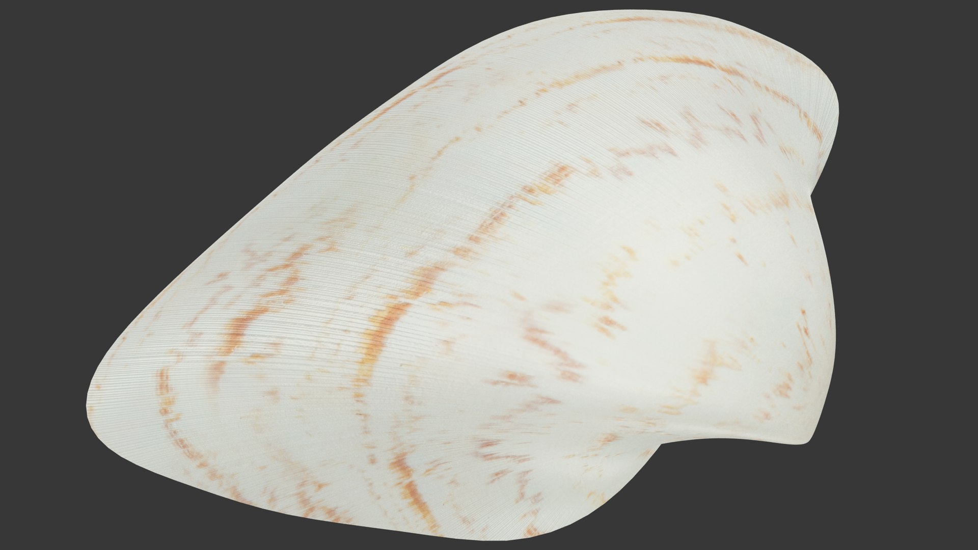 3D Seashell Real Model - TurboSquid 1624767