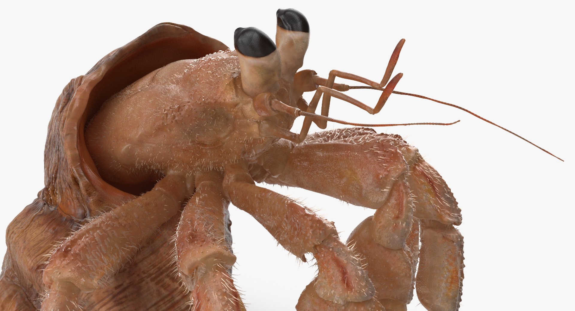 Hermit Crab Rigged Fur 3D Model - TurboSquid 1152271