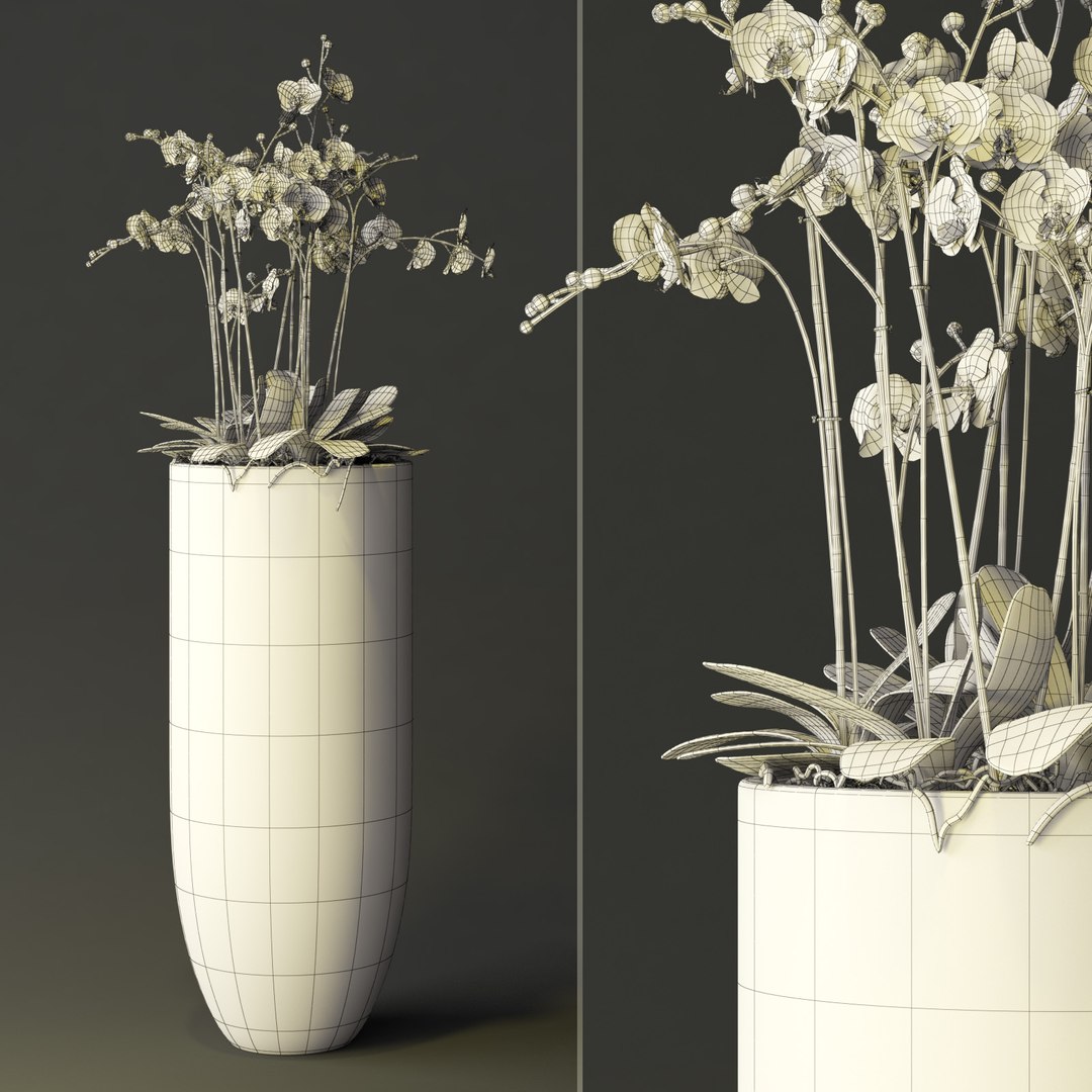 3d Orchid