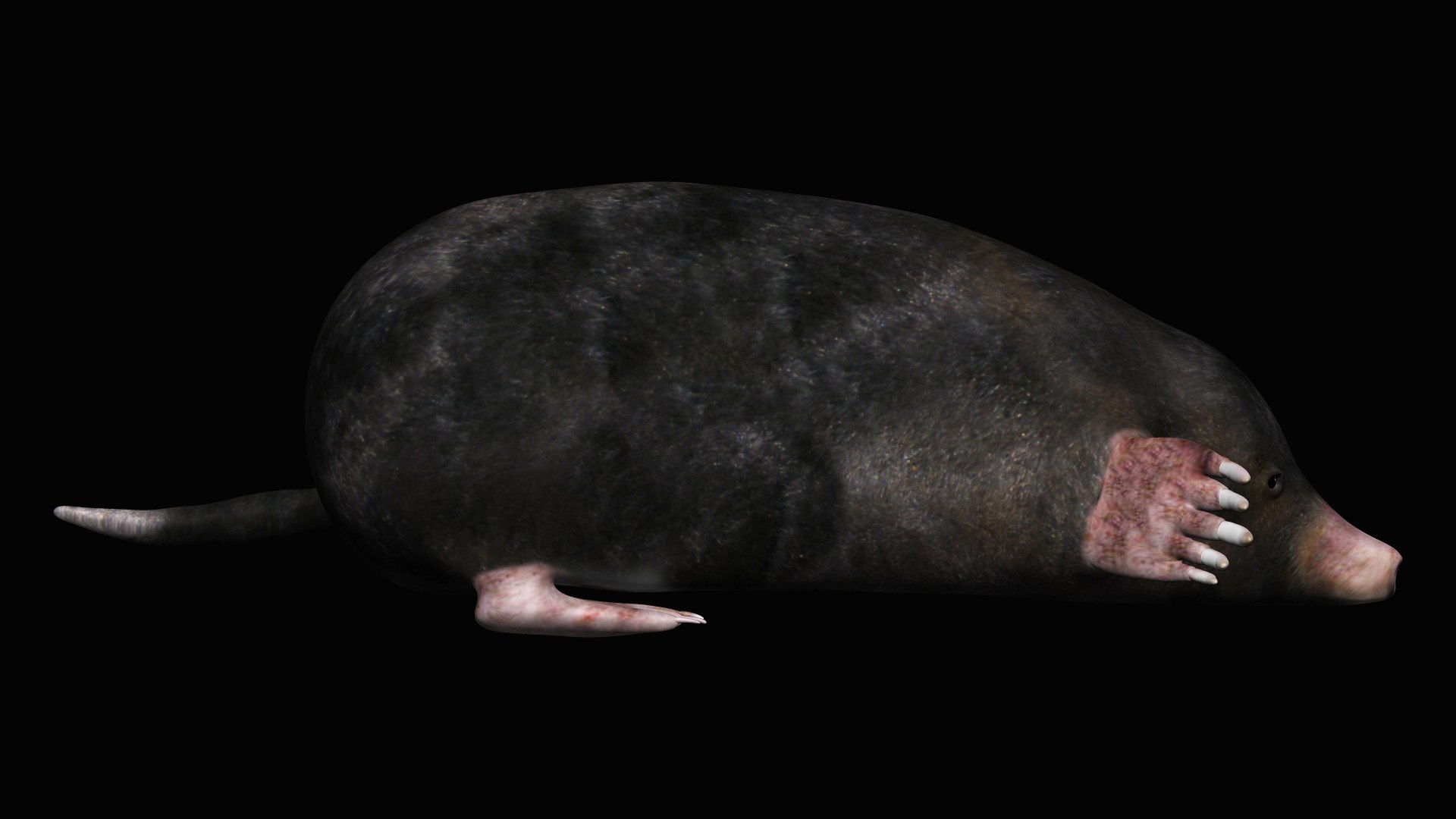 Mole 3D Model - TurboSquid 1724847