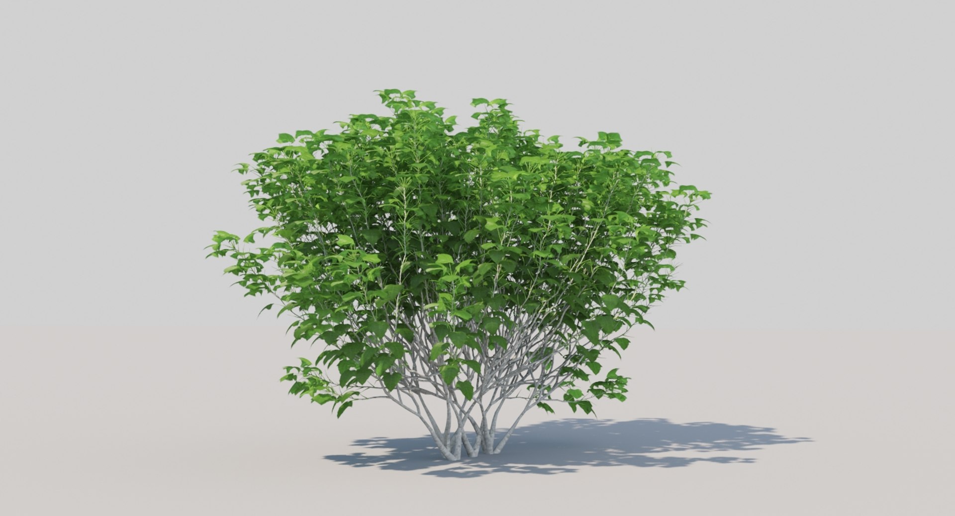 3D Silk Orange Bush 01 - TurboSquid 1422415