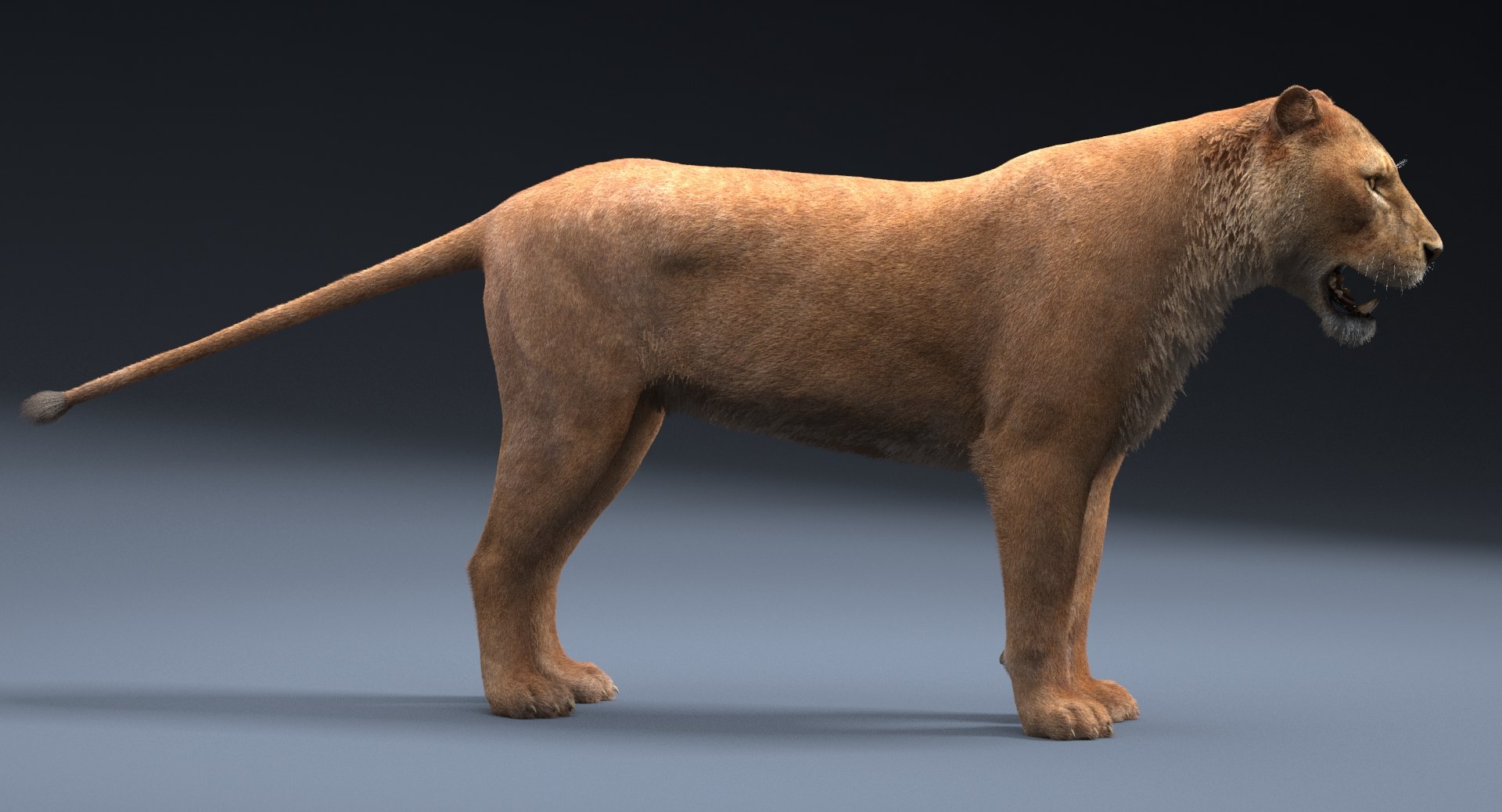 Fur Lioness 3d Max