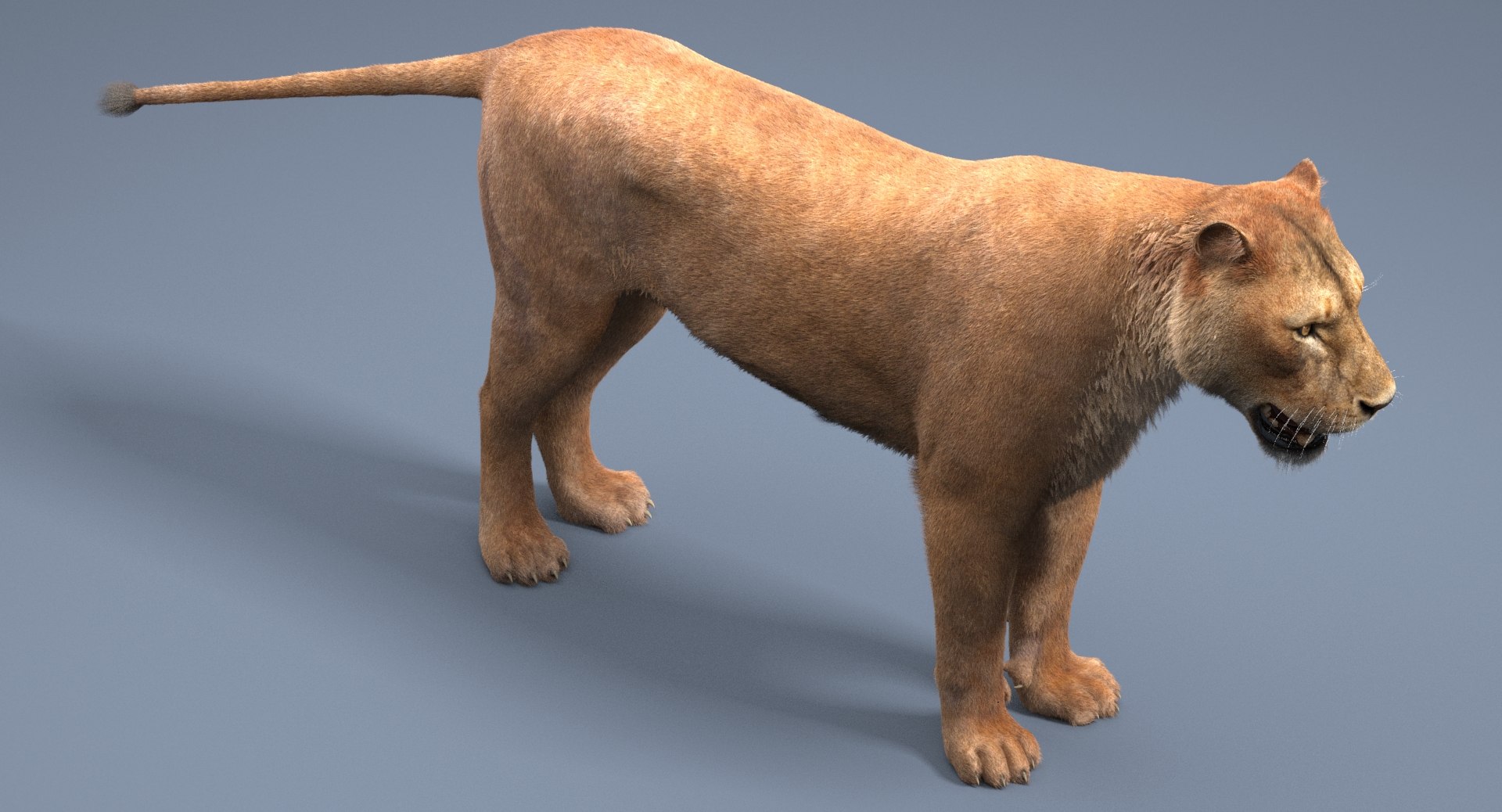 Fur Lioness 3d Max