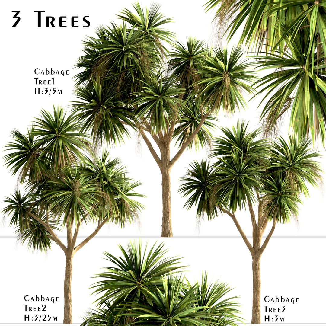 3D Set of New Zealand Cabbage or Cordyline Australis trees - 3 Trees ...