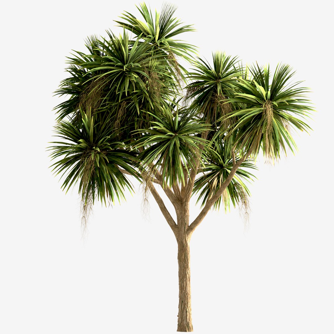 3D Set of New Zealand Cabbage or Cordyline Australis trees - 3 Trees ...