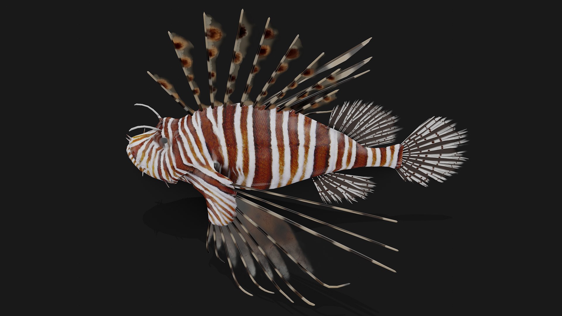 Lion Fish 3D Model - TurboSquid 2122675