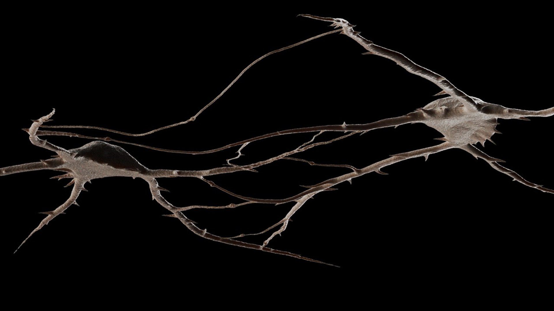 3D Neurons Background - TurboSquid 1332199