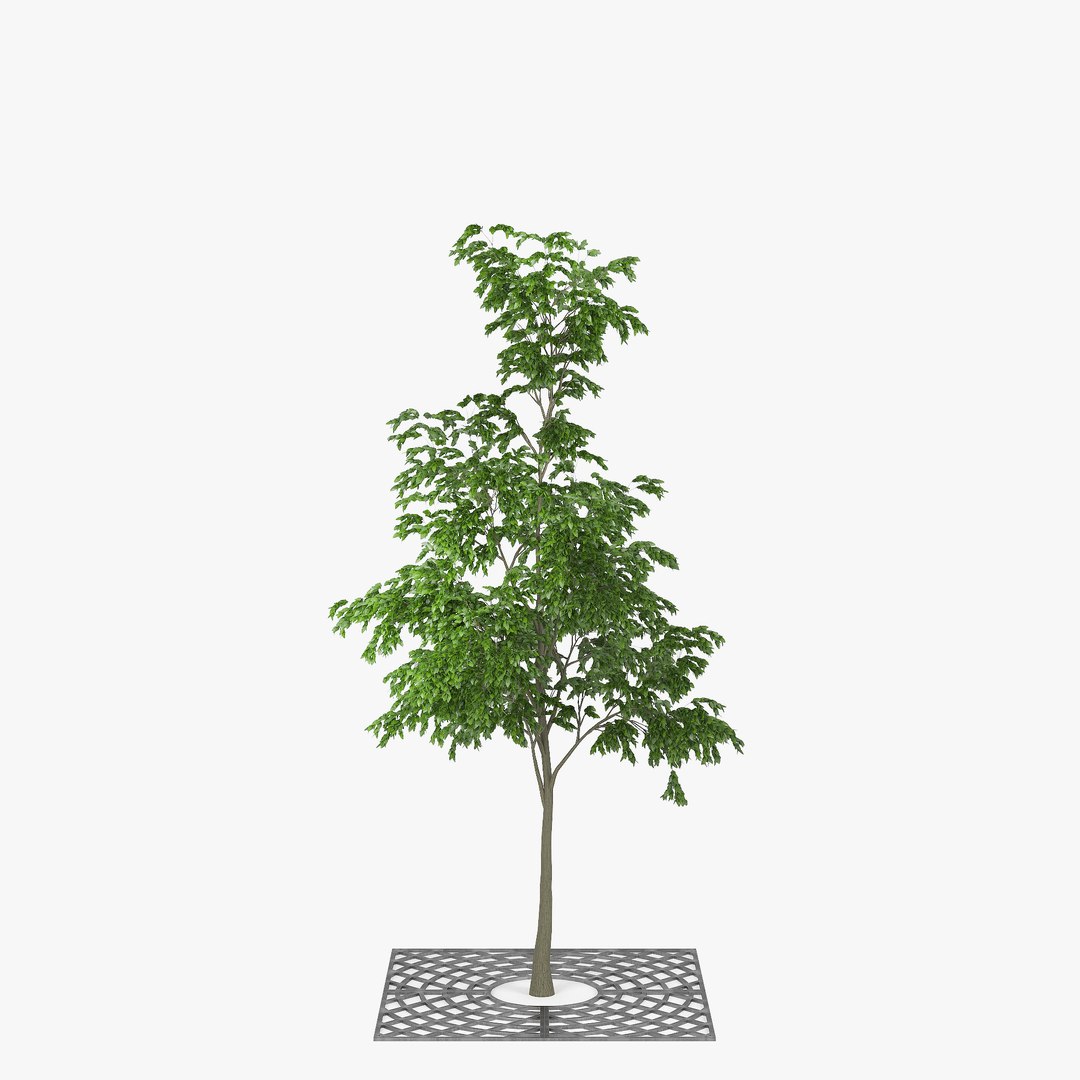 3D model tree street - TurboSquid 1372300