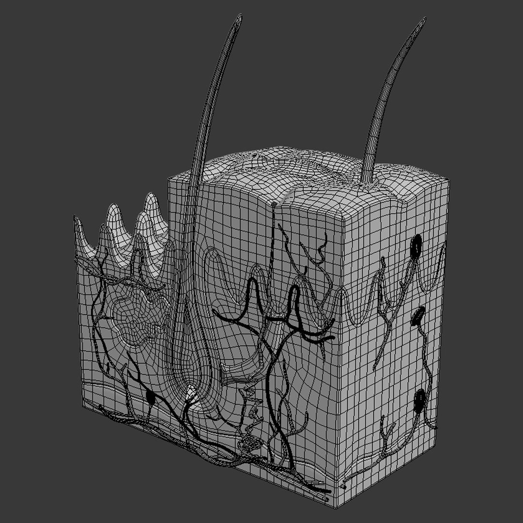 3d Max Dugm01 Dermis Anatomy