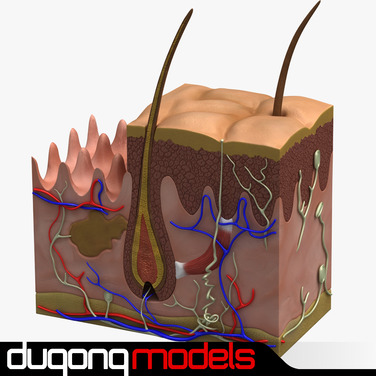 3d max dugm01 dermis anatomy