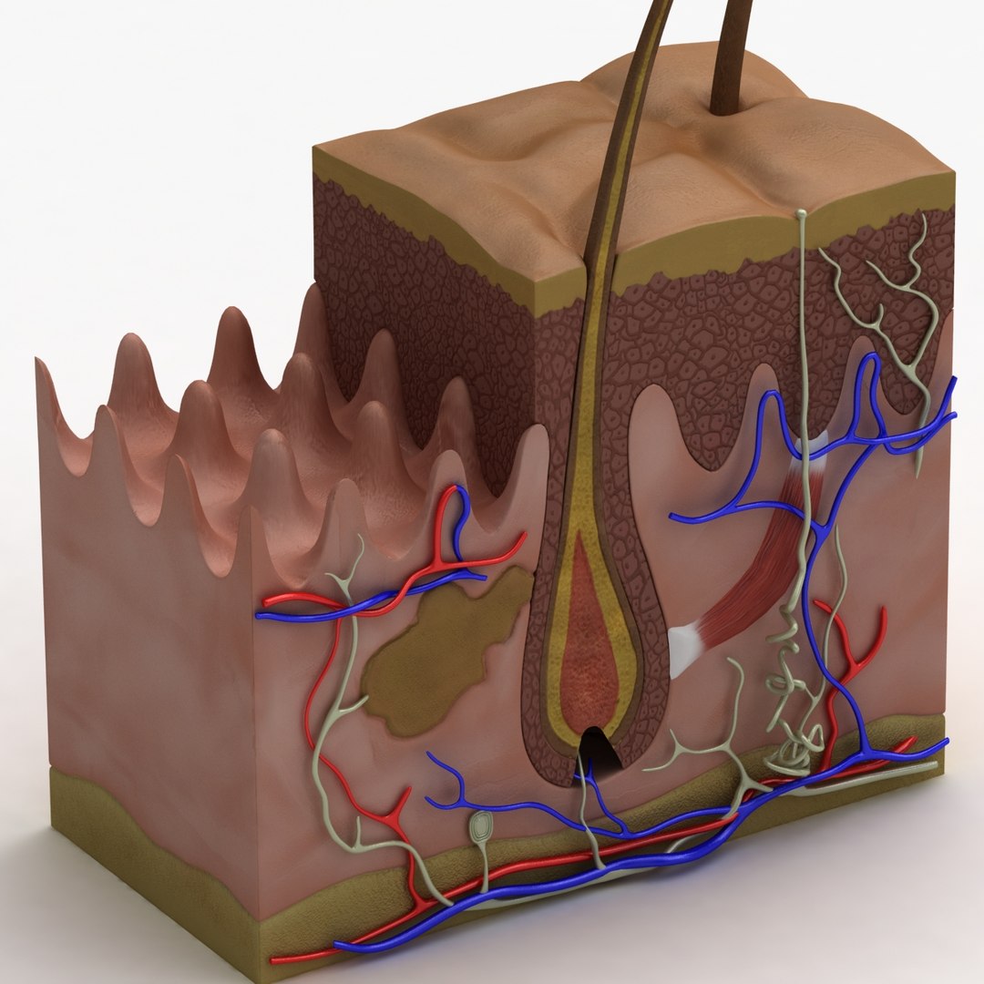 3d Max Dugm01 Dermis Anatomy