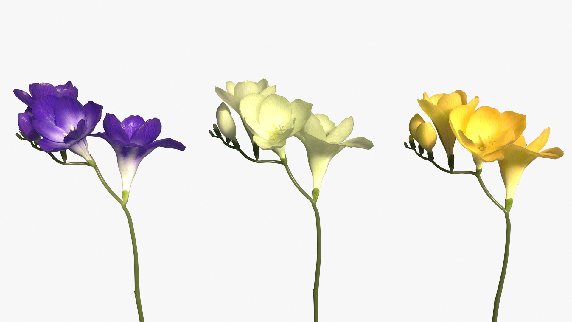 Freesia 3 Color Model - TurboSquid 2392459