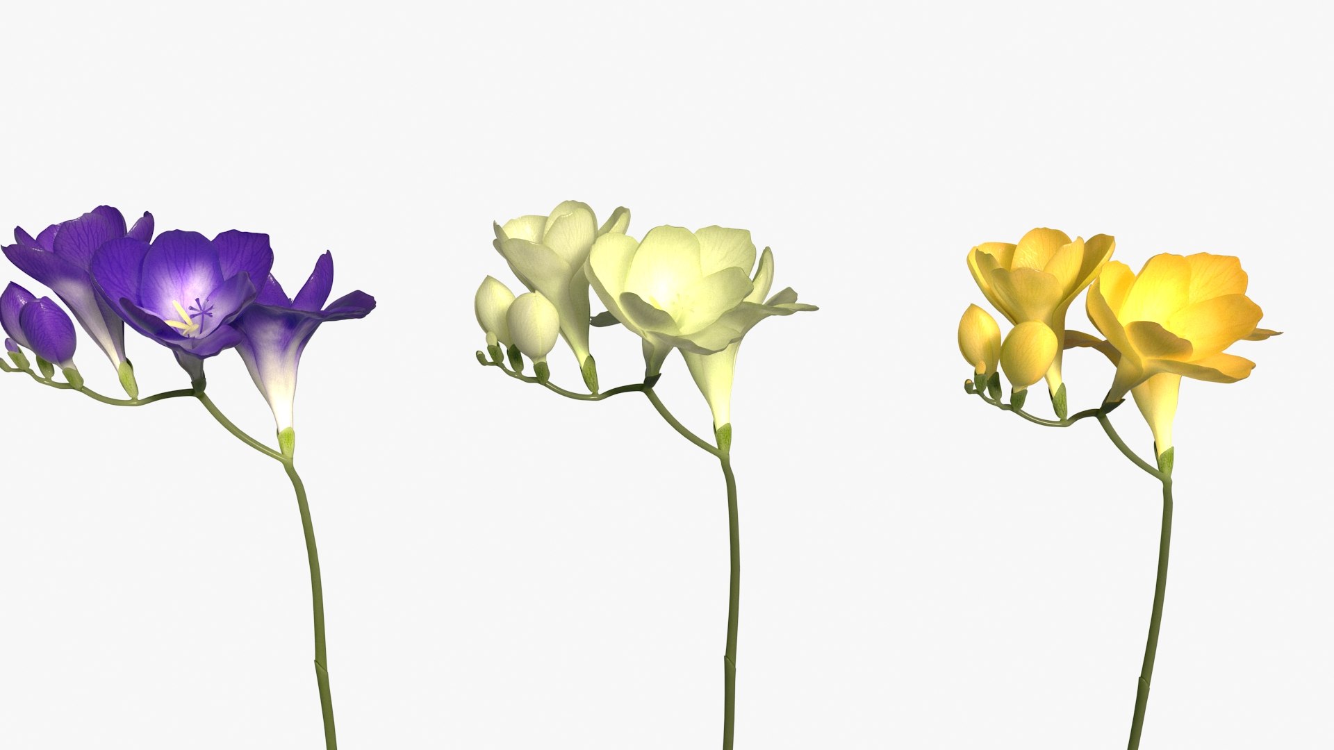 Freesia 3 Color Model - TurboSquid 2392459