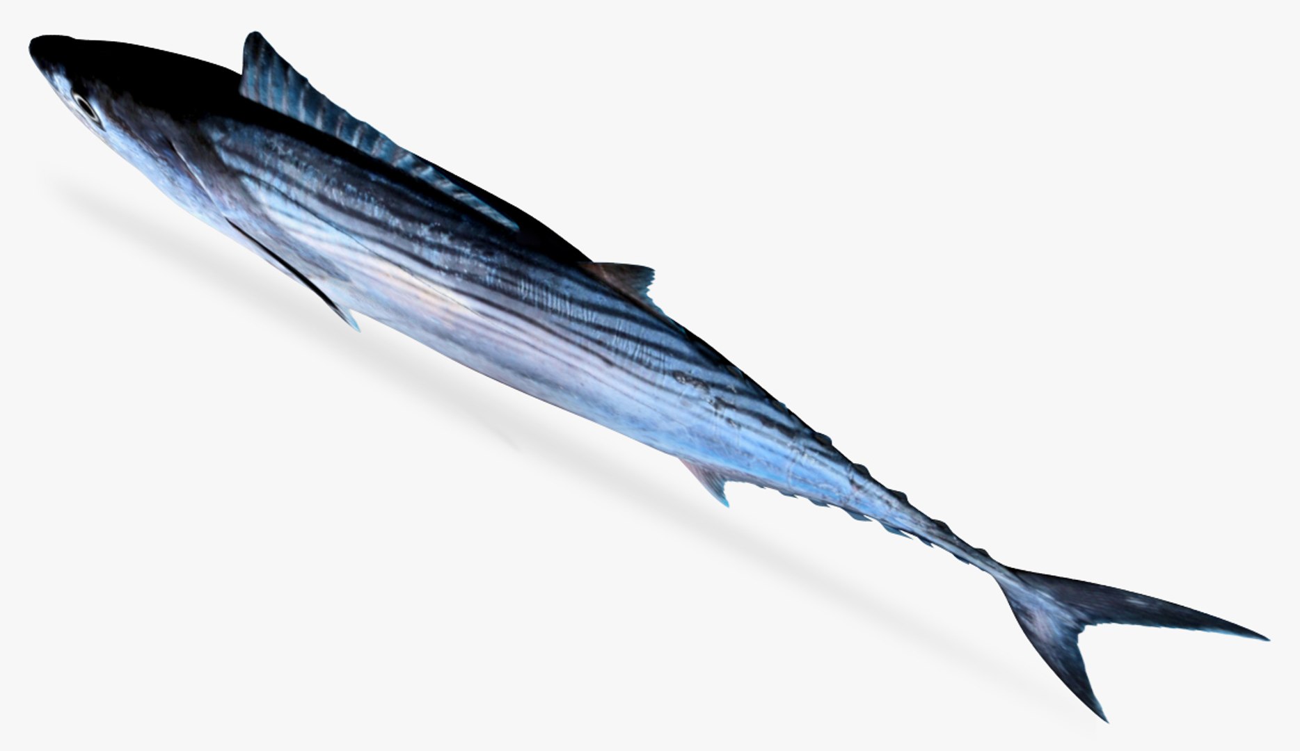 3D Striped Bonito - TurboSquid 1231223