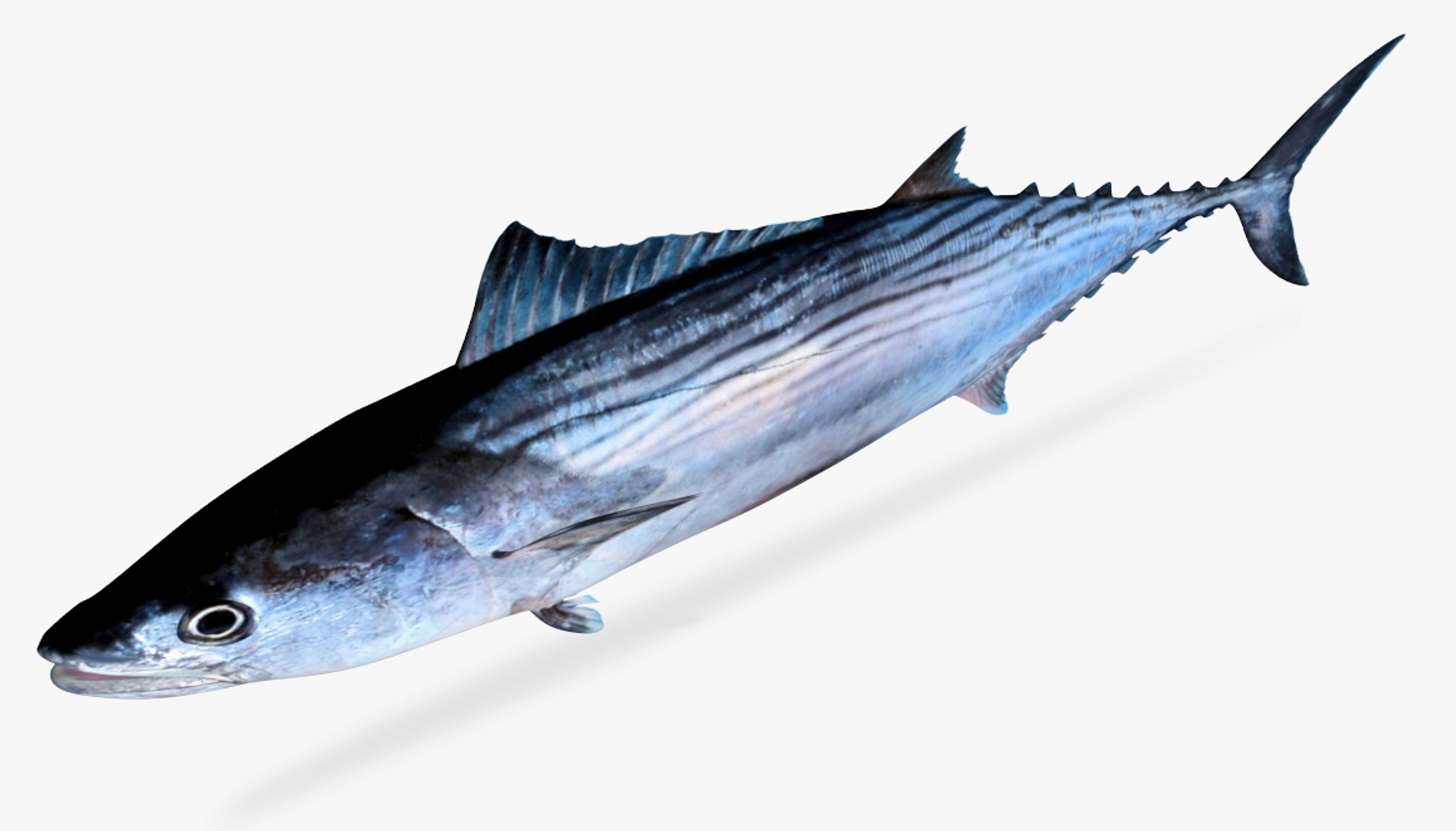 3D Striped Bonito - TurboSquid 1231223