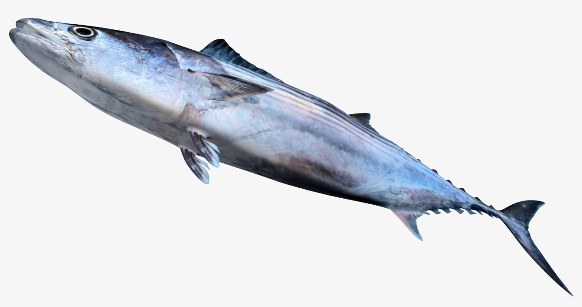 3D Striped Bonito - TurboSquid 1231223